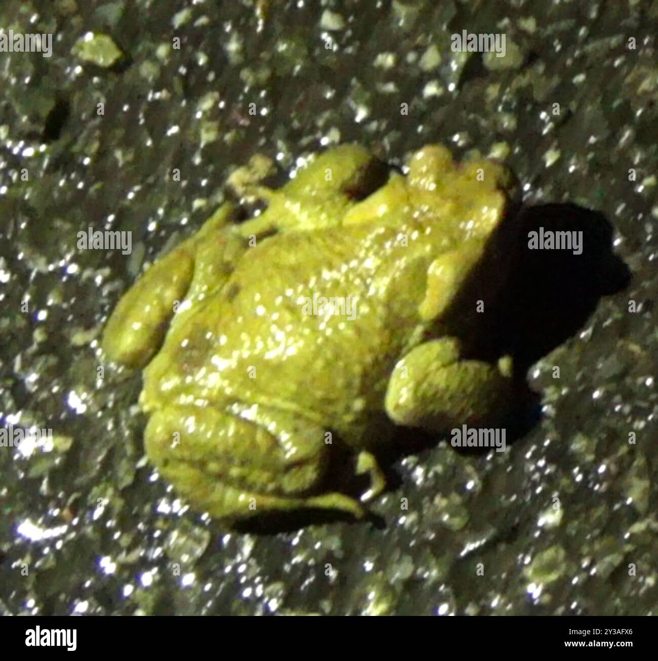 Spiny Toad (Bufo spinosus) Amphibia Stock Photo - Alamy