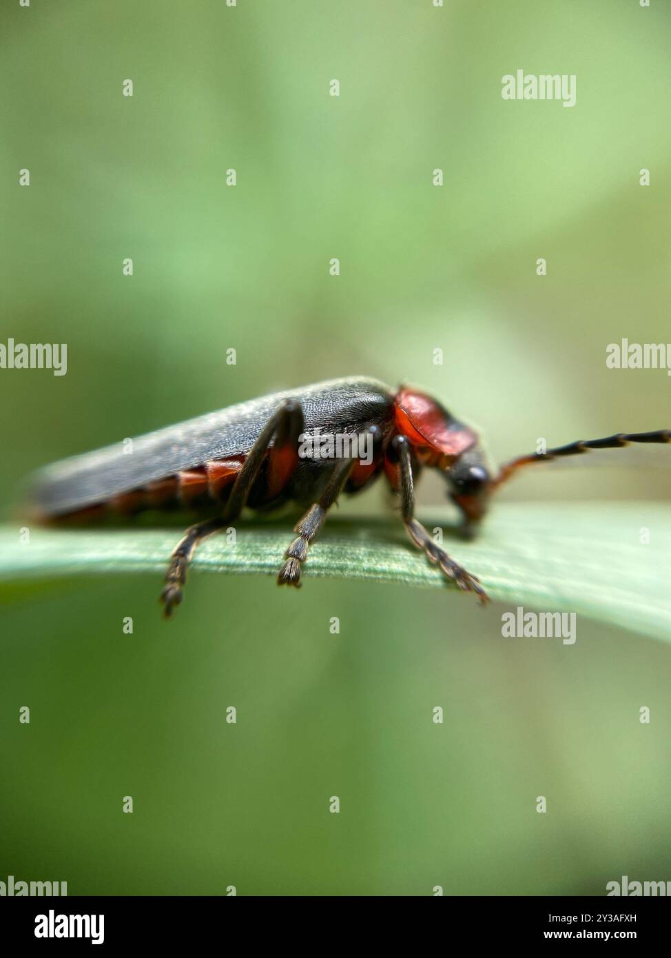 Rustic Sailor Beetle (Cantharis rustica) Insecta Stock Photo - Alamy