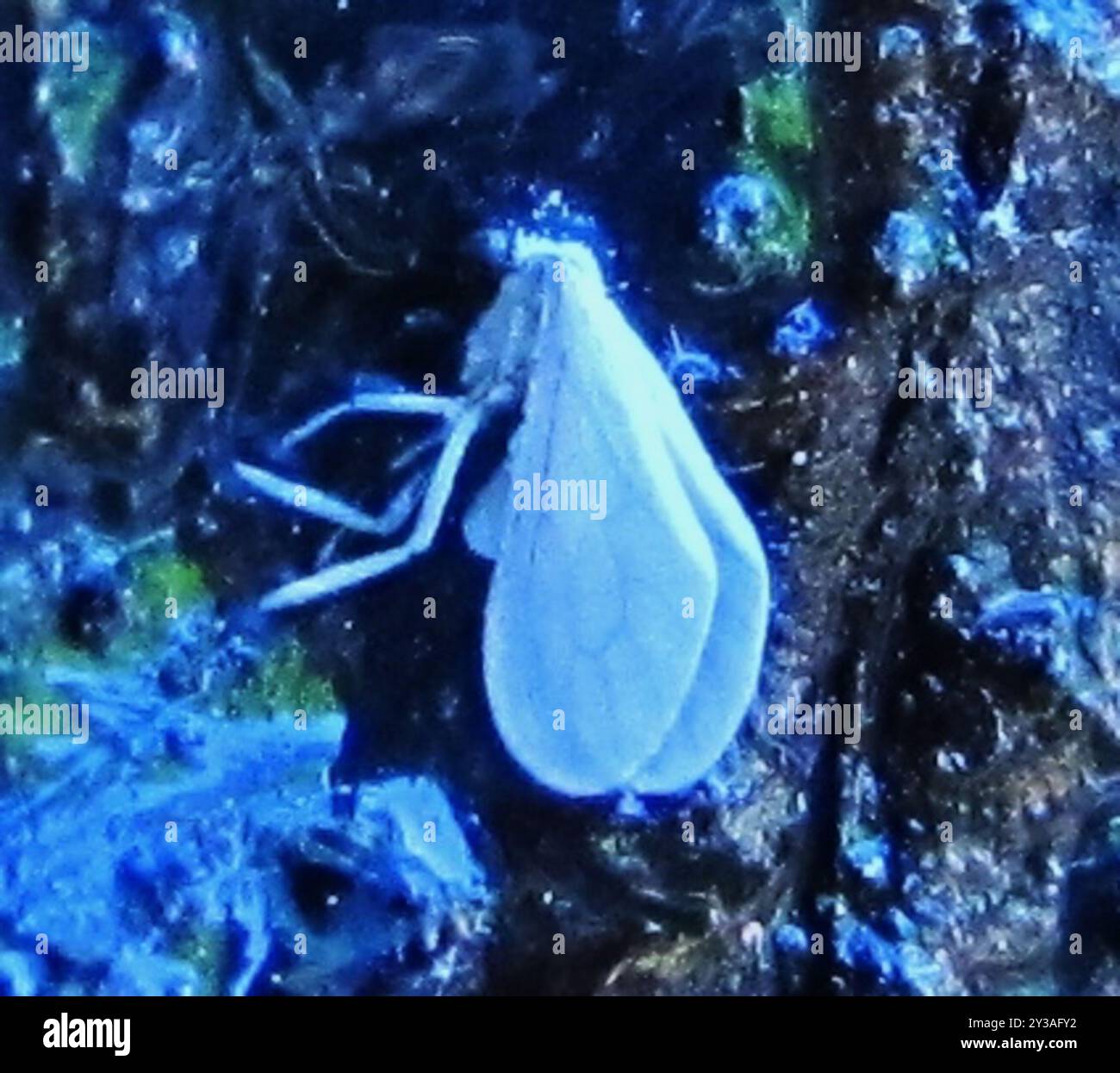 Dusty-winged Lacewings (Coniopterygidae) Insecta Stock Photo - Alamy