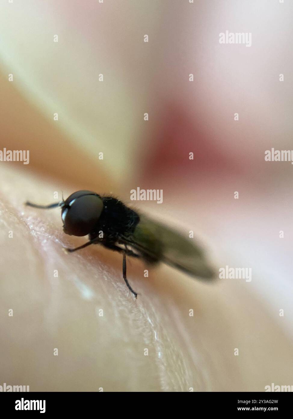 Big-headed Flies (Pipunculidae) Insecta Stock Photo - Alamy