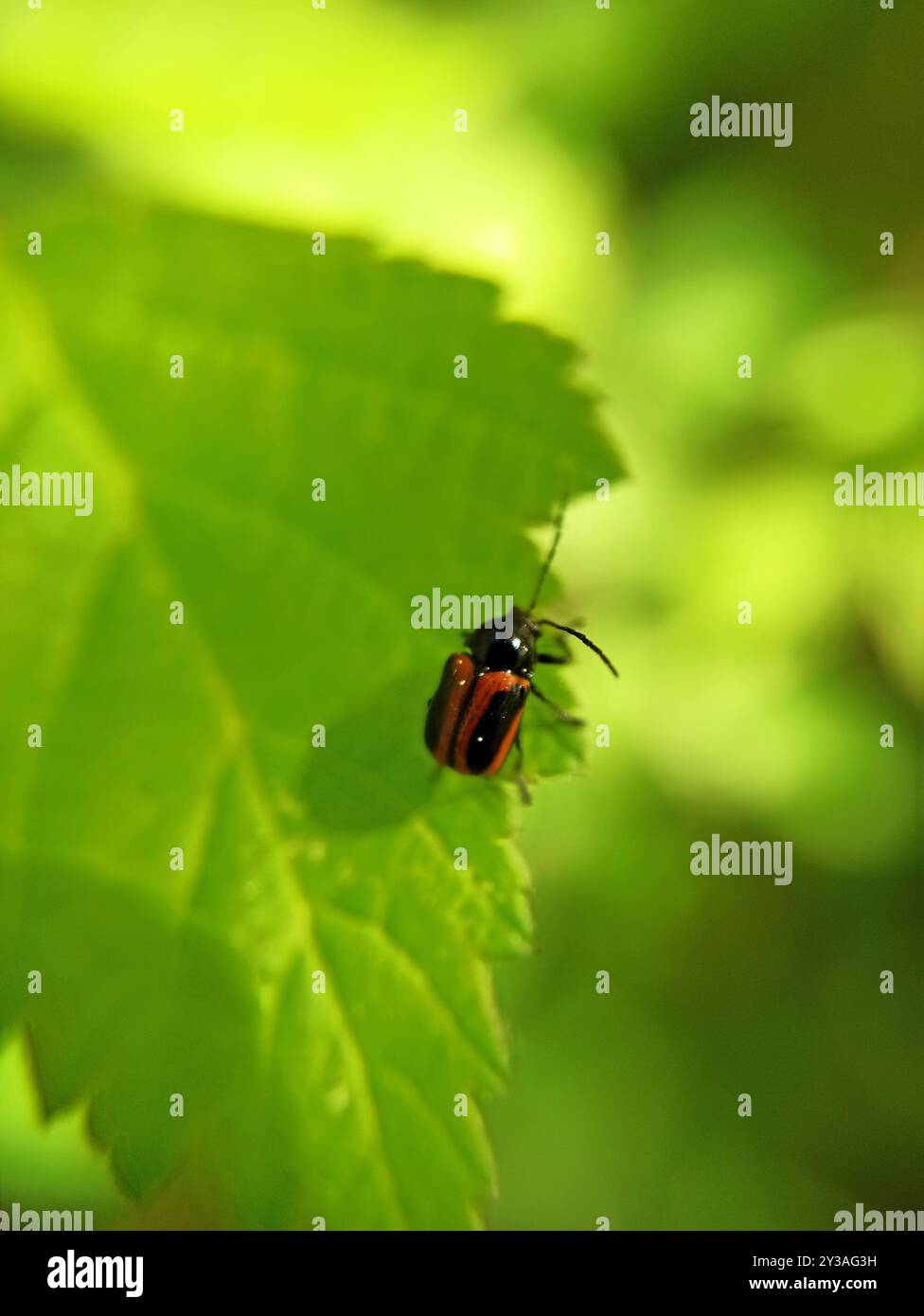 black-and-red pot beetle (Cryptocephalus bipunctatus) Insecta Stock ...