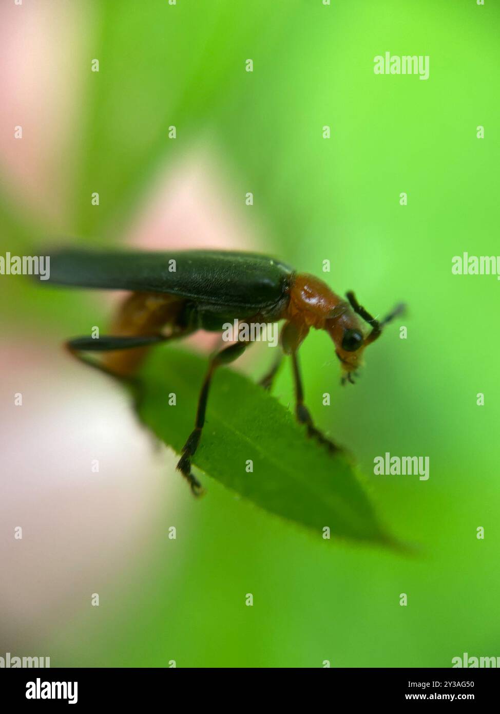 Soldier Beetles (Cantharidae) Insecta Stock Photo - Alamy
