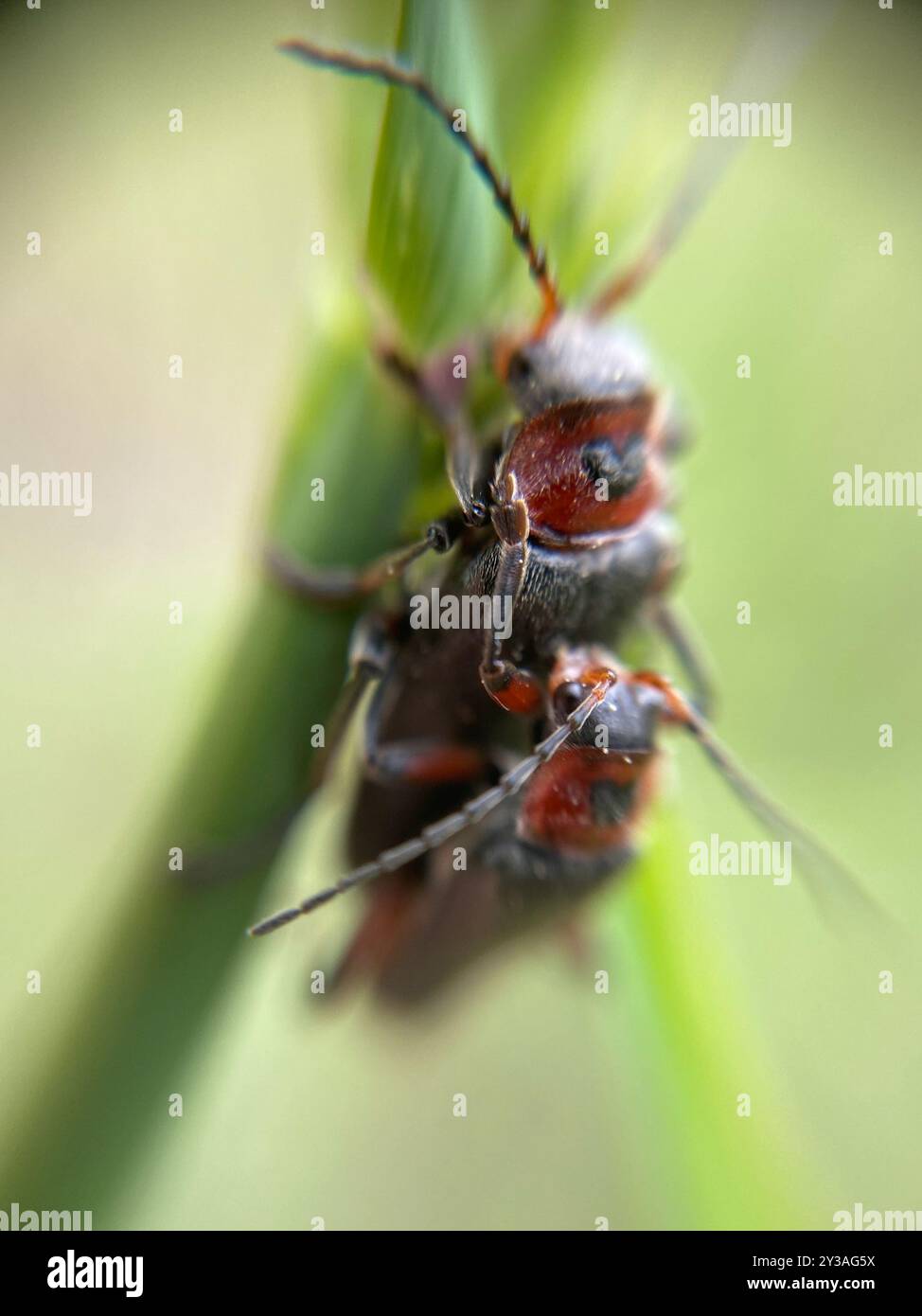 Rustic Sailor Beetle (Cantharis rustica) Insecta Stock Photo - Alamy