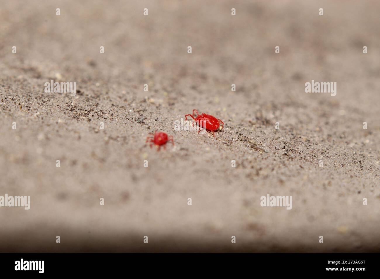 Trombidiform Mites (Trombidiformes) Arachnida Stock Photo - Alamy