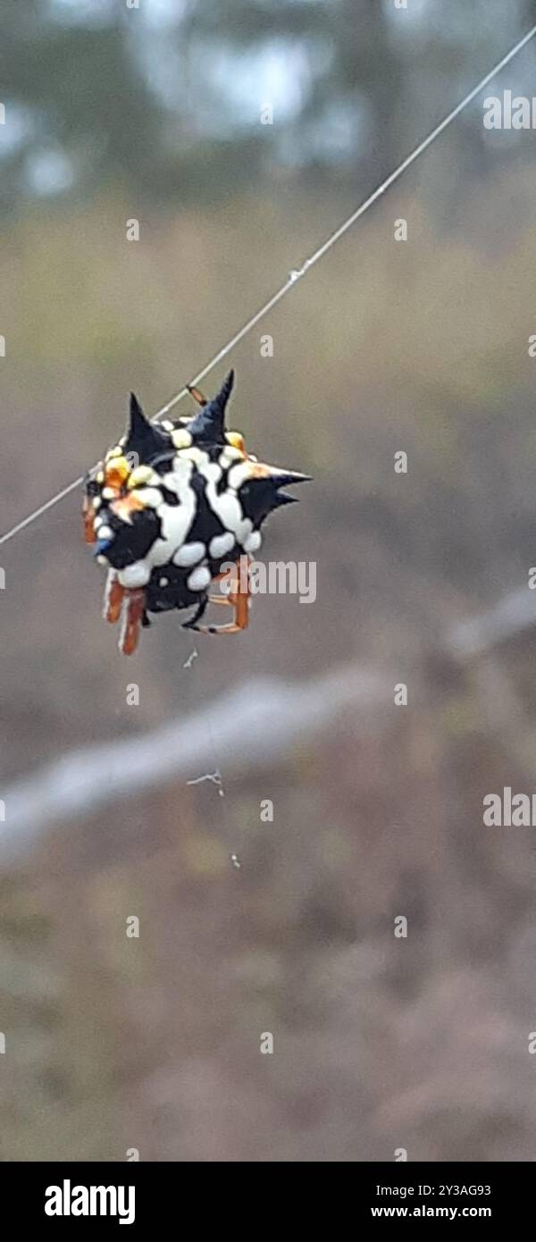 Christmas Jewel Spider (Austracantha minax) Arachnida Stock Photo - Alamy