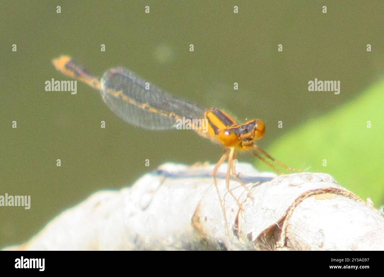 Orange Bluet (Enallagma signatum) Insecta Stock Photo - Alamy