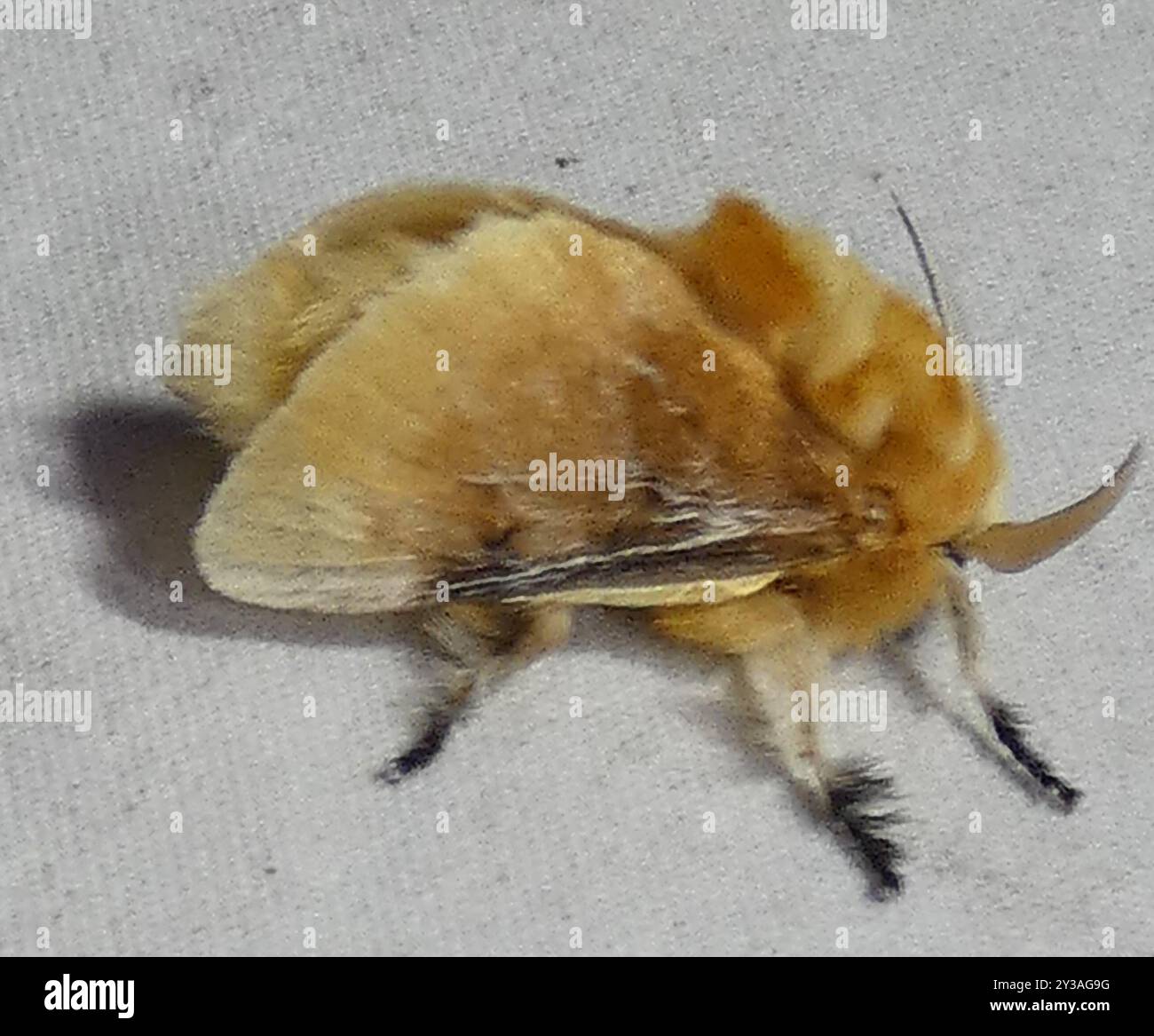 Southern Flannel Moth (Megalopyge opercularis) Insecta Stock Photo - Alamy