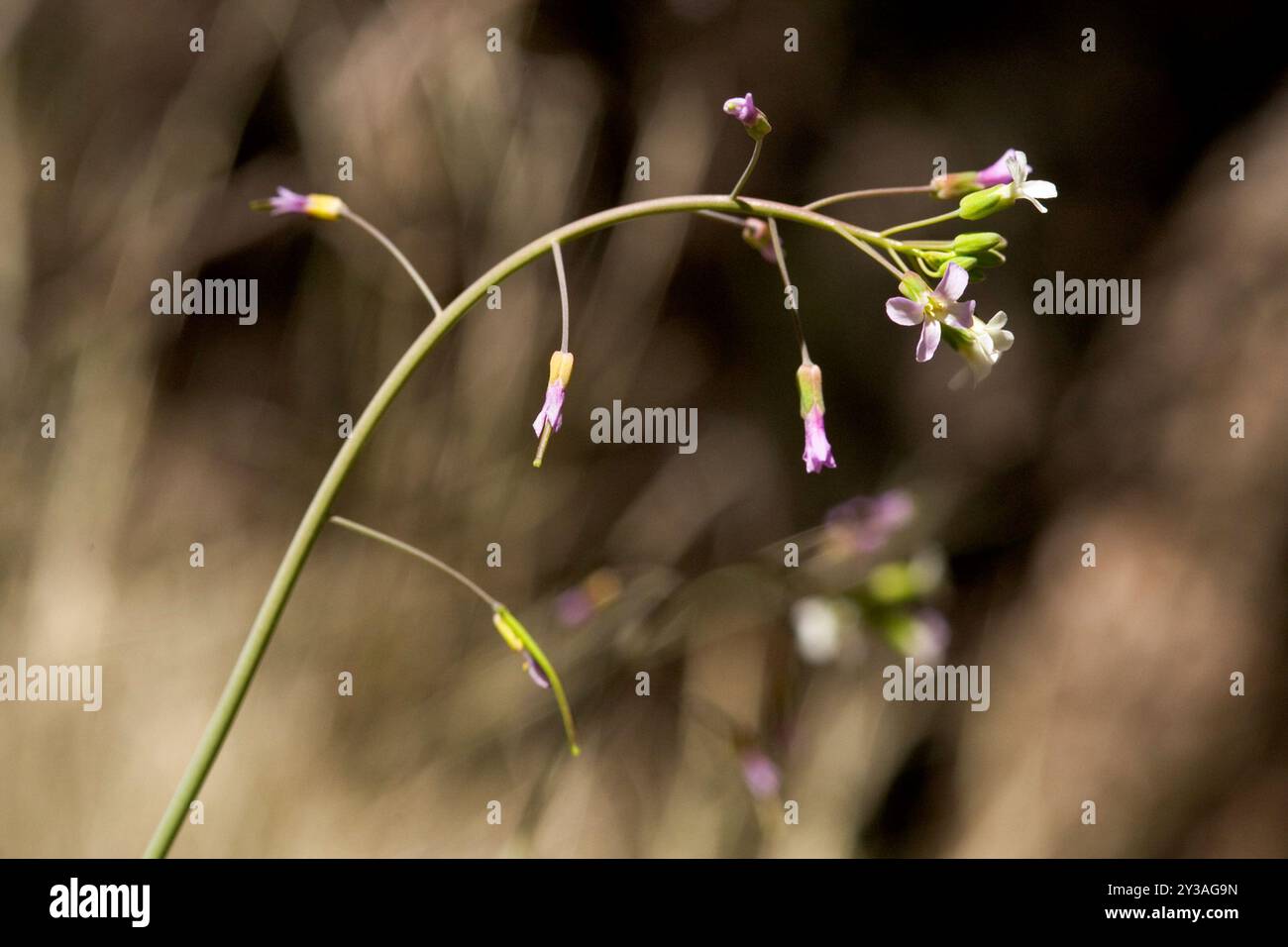 Wind Mountain Rock-cress (Boechera zephyra) Plantae Stock Photo - Alamy