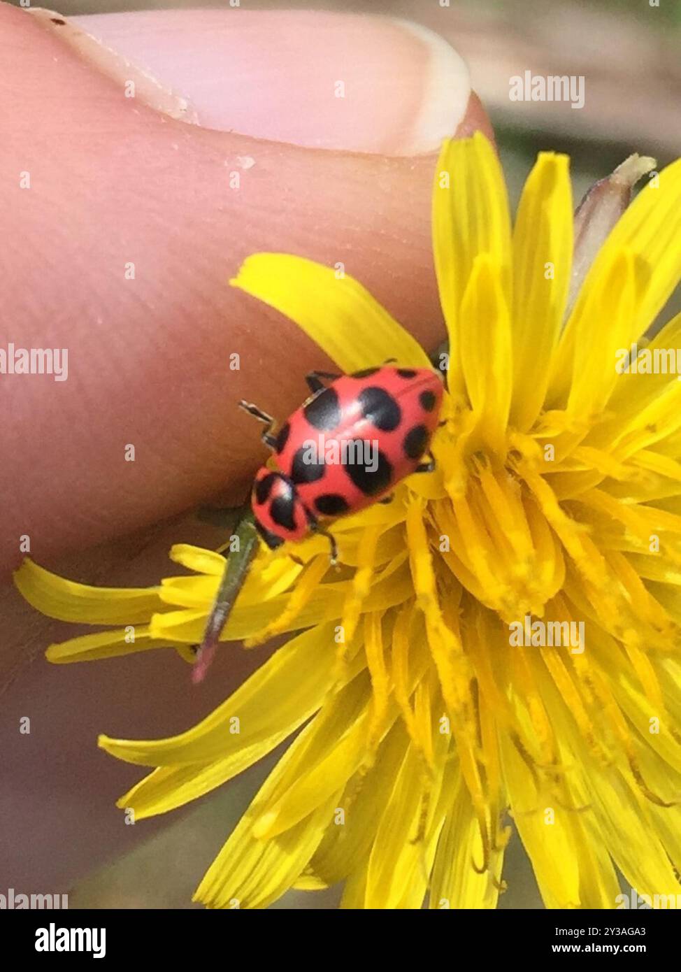 Spotted Pink Lady Beetle (Coleomegilla maculata) Insecta Stock Photo ...