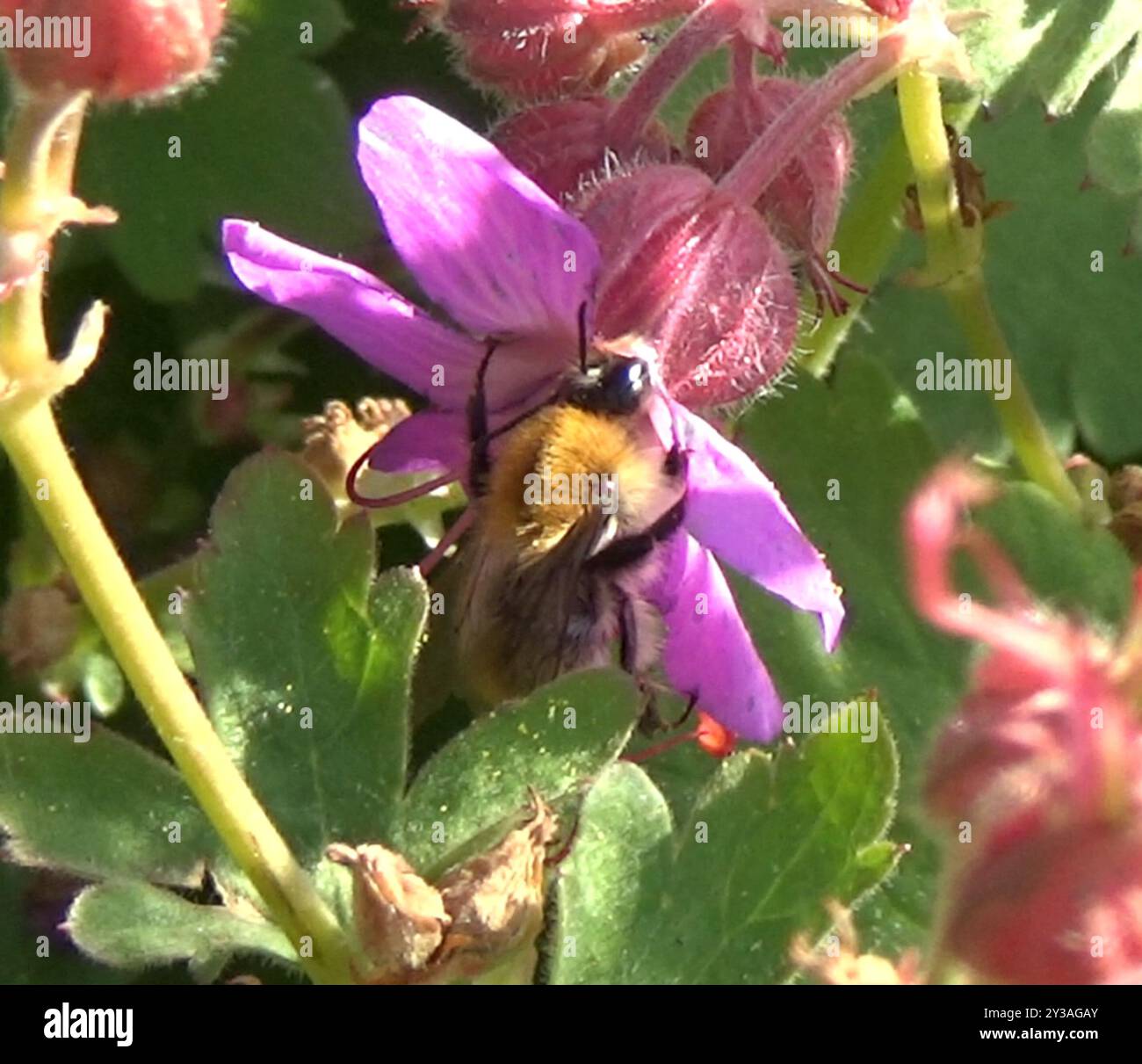 Common Carder Bumble Bee (Bombus pascuorum) Insecta Stock Photo - Alamy