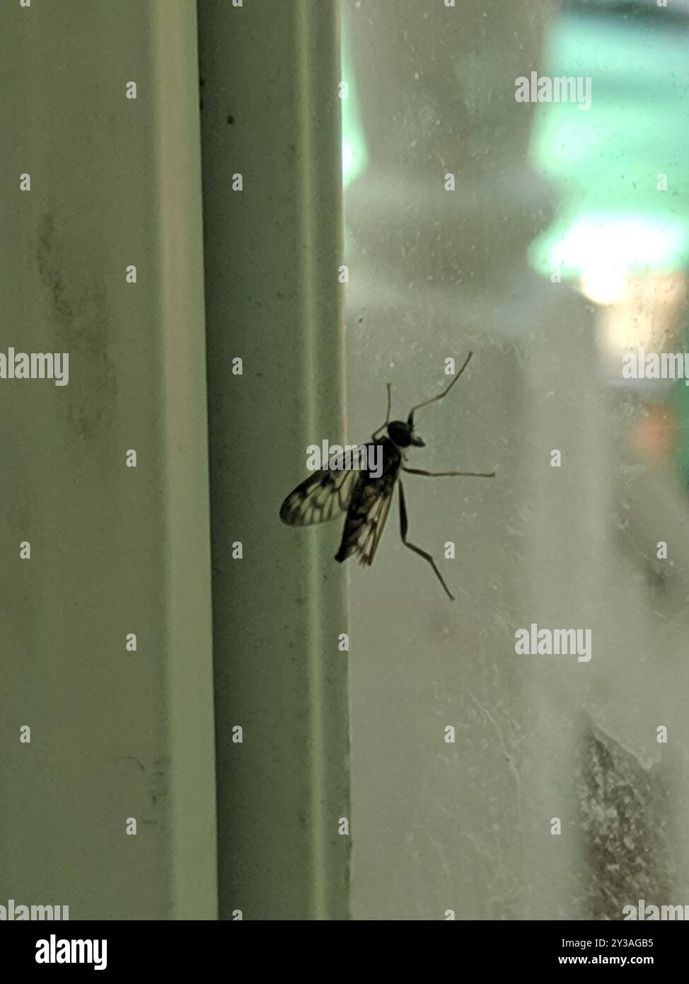 Common Snipe Fly (Rhagio mystaceus) Insecta Stock Photo - Alamy