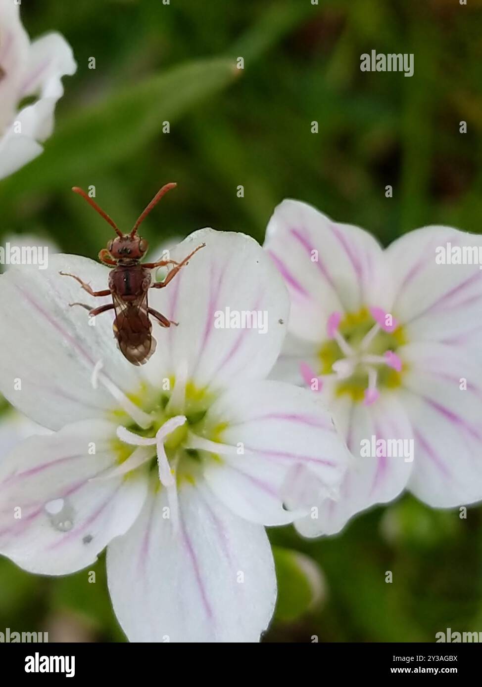 Nomad Bees (Nomada) Insecta Stock Photo - Alamy
