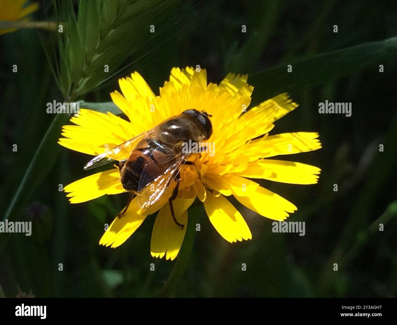 False Hawkbit (Urospermum picroides) Plantae Stock Photo - Alamy