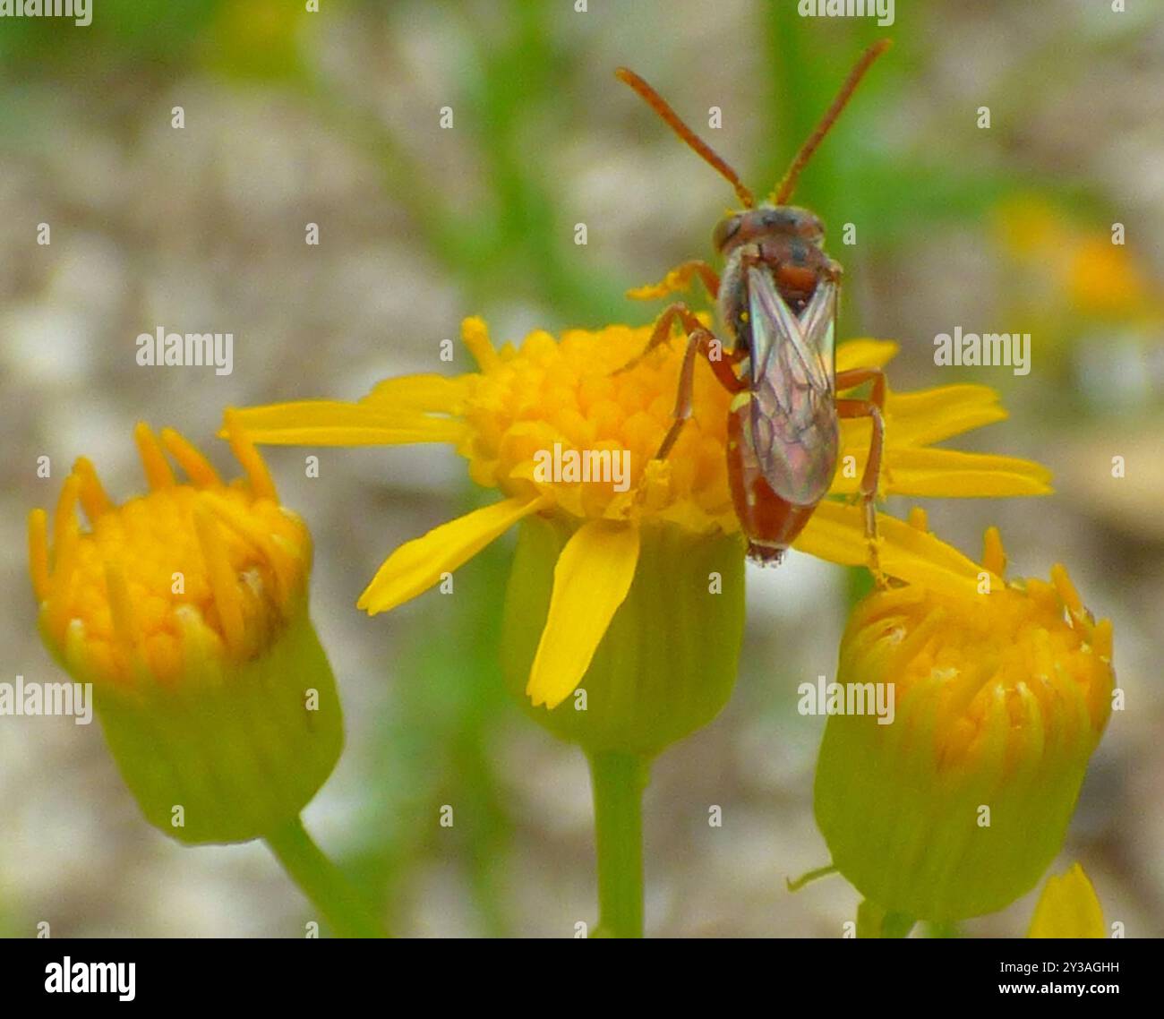 Nomad Bees (Nomada) Insecta Stock Photo - Alamy
