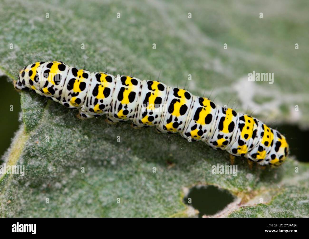 Mullein Moth (Cucullia verbasci) Insecta Stock Photo - Alamy