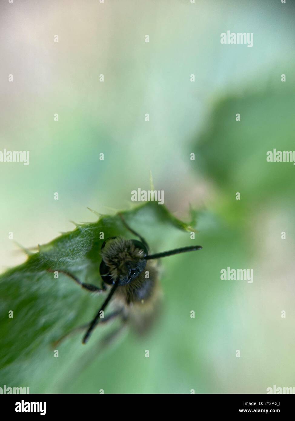 Mining Bees (Andrena) Insecta Stock Photo - Alamy