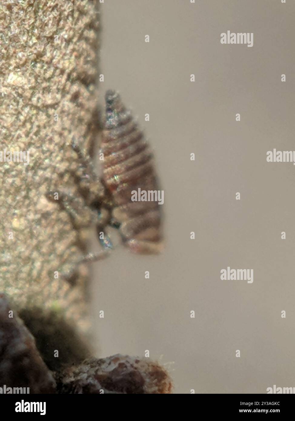 Typical Treehoppers (Membracidae) Insecta Stock Photo - Alamy