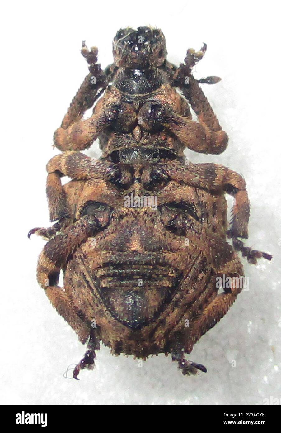 True Weevils (Curculionidae) Insecta Stock Photo - Alamy