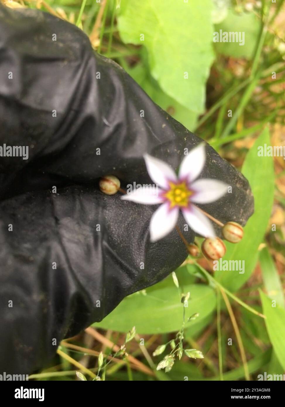 Blue Pigroot (Sisyrinchium micranthum) Plantae Stock Photo - Alamy