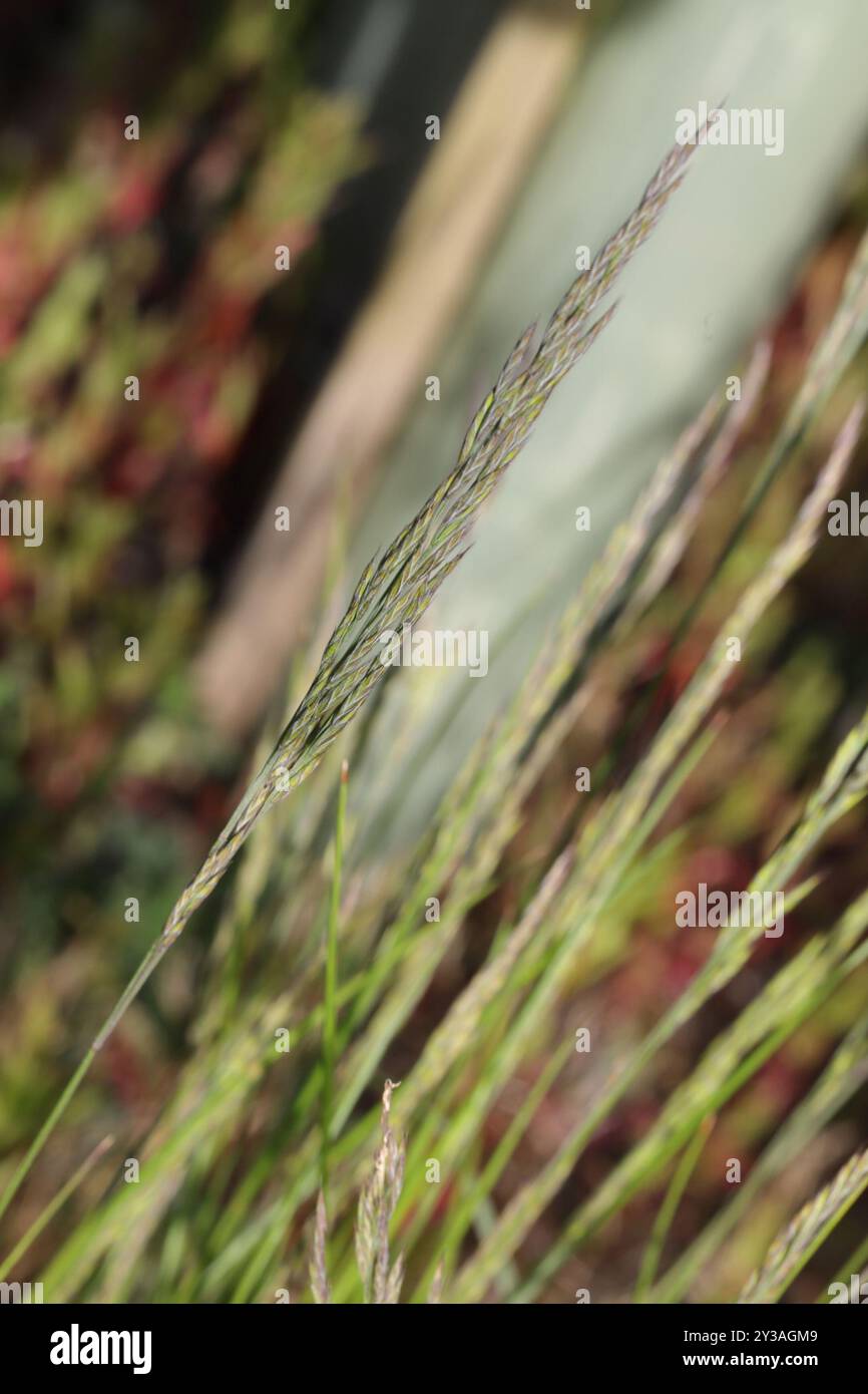 red fescue (Festuca rubra) Plantae Stock Photo - Alamy