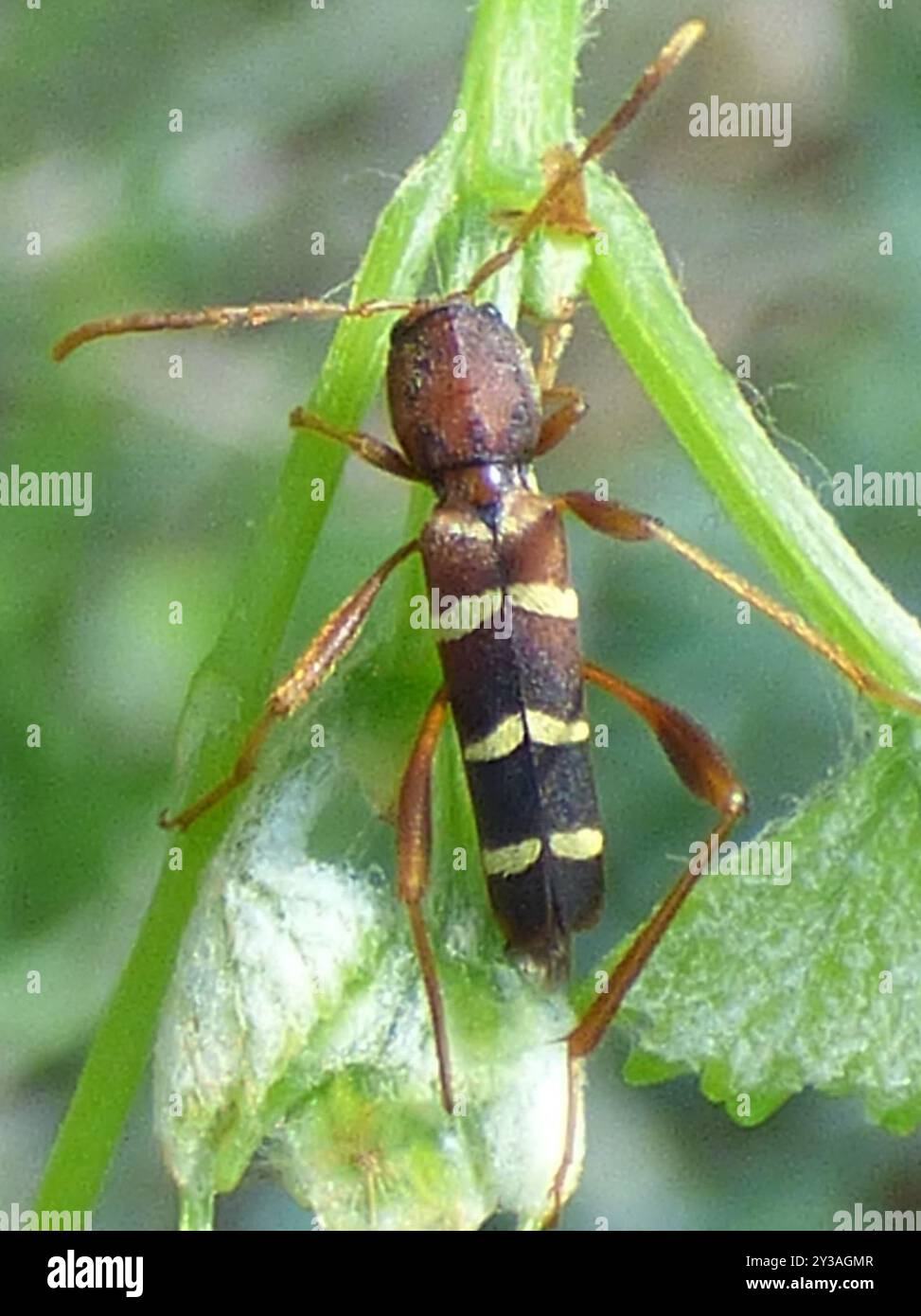 Red-headed Ash Borer (Neoclytus acuminatus) Insecta Stock Photo - Alamy