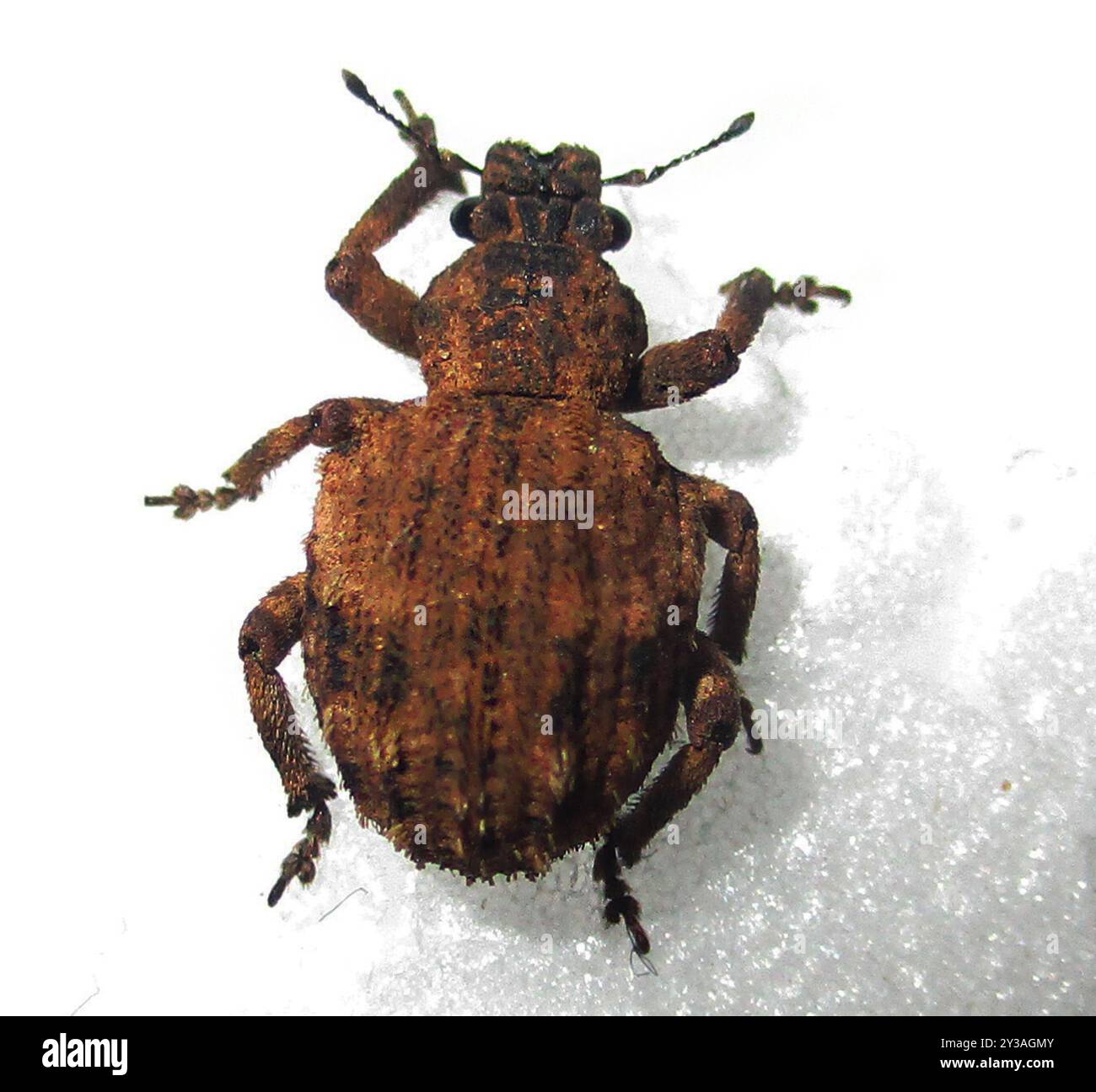 True Weevils (Curculionidae) Insecta Stock Photo - Alamy