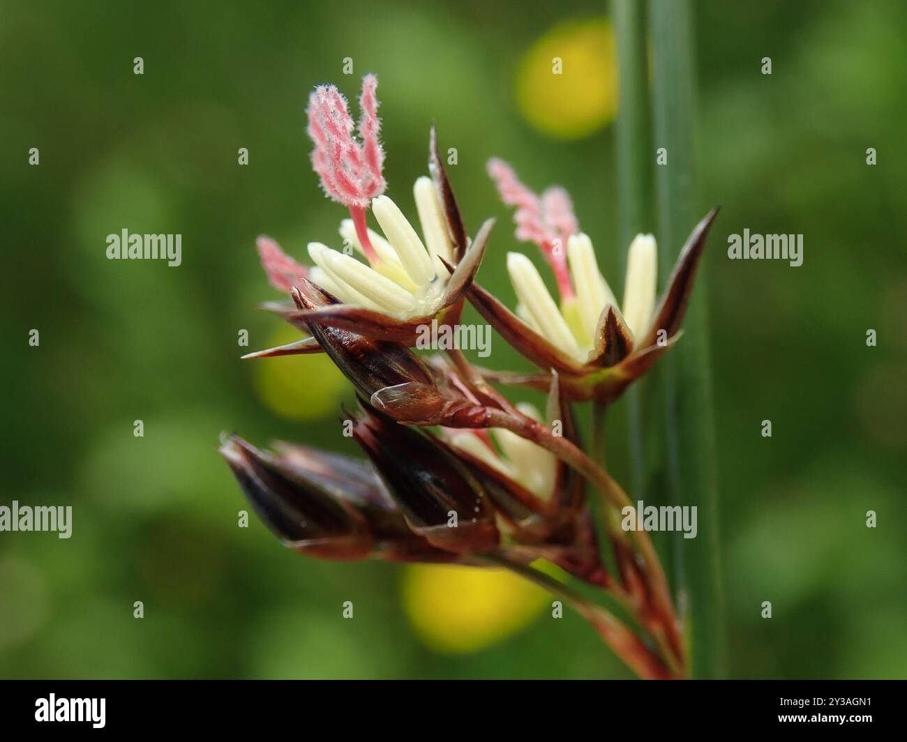 Baltic Rush (Juncus balticus) Plantae Stock Photo - Alamy