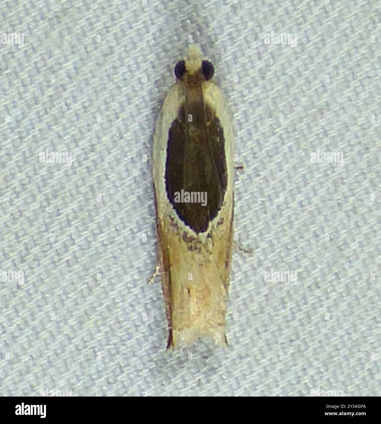Oak Leaffolder Moth (Ancylis burgessiana) Insecta Stock Photo - Alamy