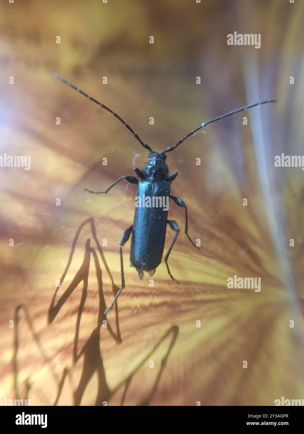 Tanbark Borer (Phymatodes testaceus) Insecta Stock Photo - Alamy