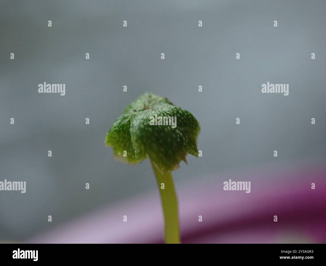 Narrow Mushroom-headed Liverwort (Marchantia quadrata) Plantae Stock ...