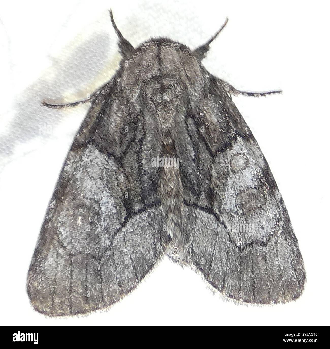 Brother Moth (Raphia frater) Insecta Stock Photo - Alamy