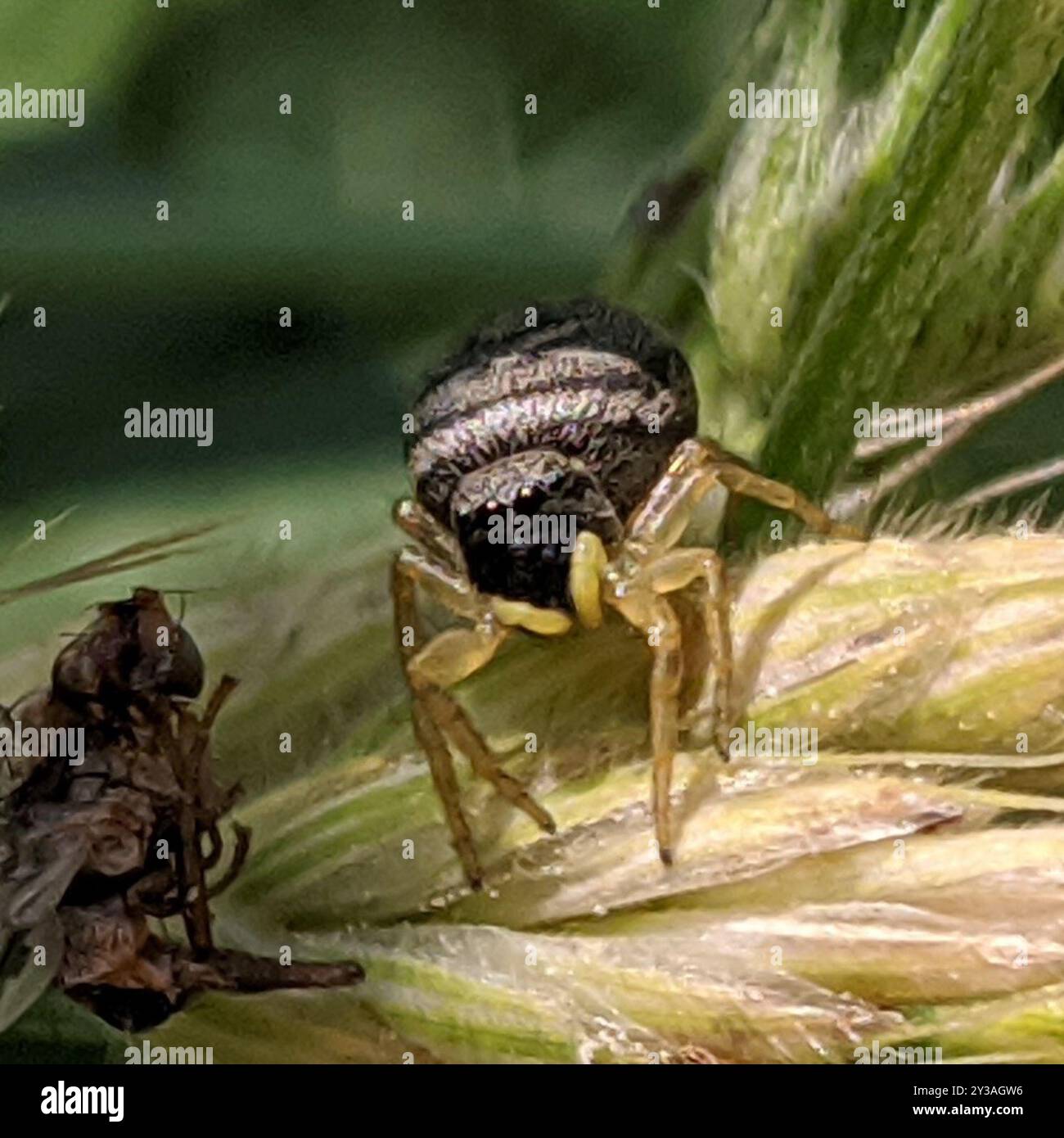 Sun Jumping Spiders (Heliophanus) Arachnida Stock Photo - Alamy