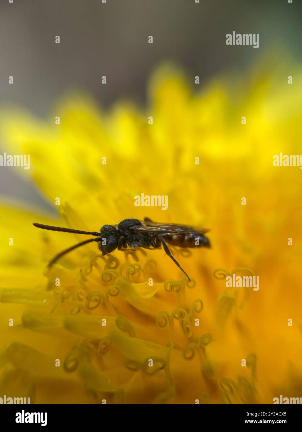 Nomad Bees (Nomada) Insecta Stock Photo - Alamy