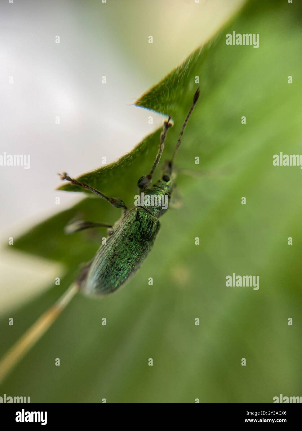 Nettle weevil (Phyllobius pomaceus) Insecta Stock Photo - Alamy