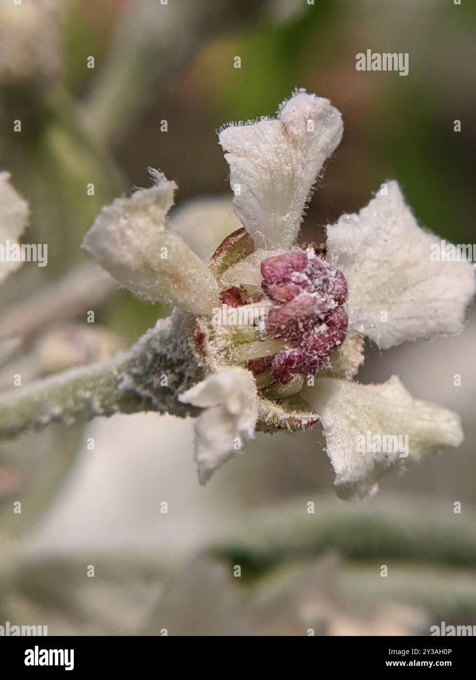 Apple Powdery Mildew (Podosphaera leucotricha) Fungi Stock Photo - Alamy