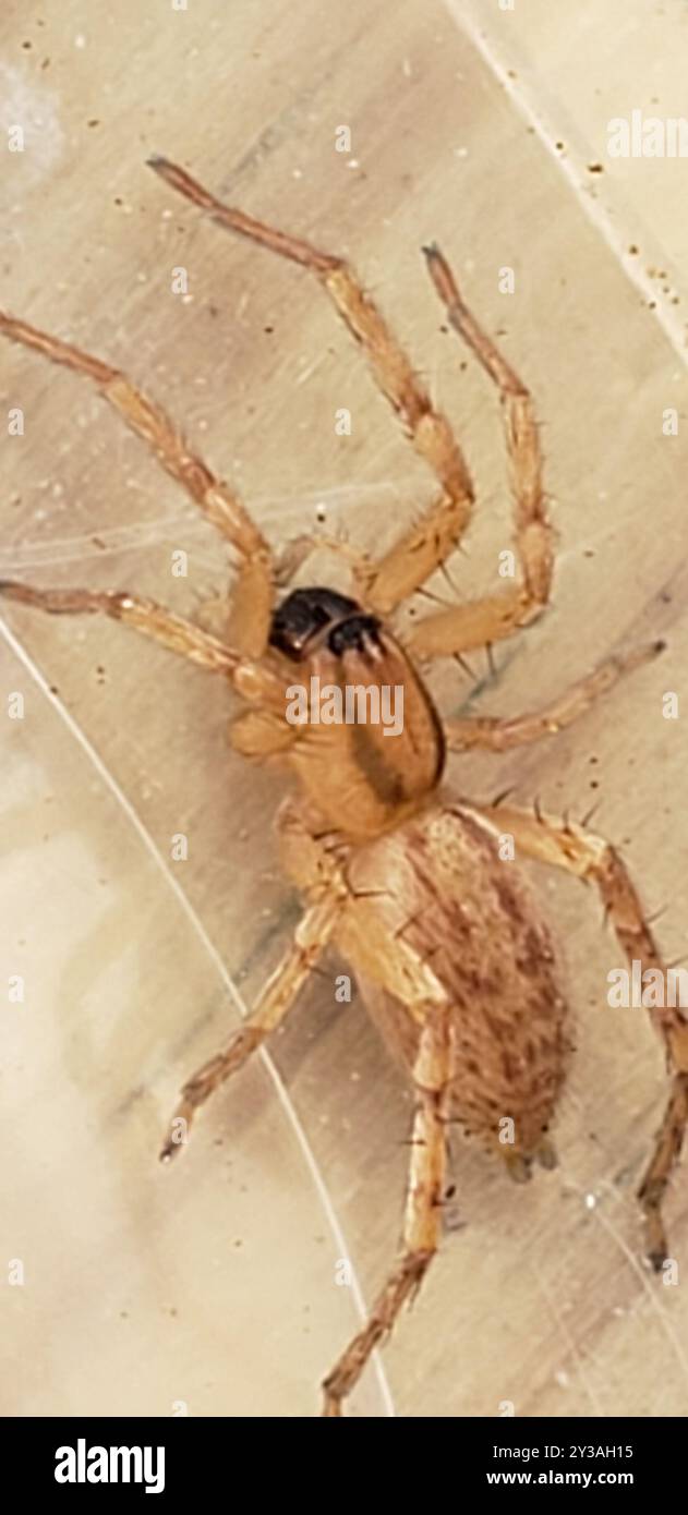 garden ghost spider (Hibana gracilis) Arachnida Stock Photo - Alamy