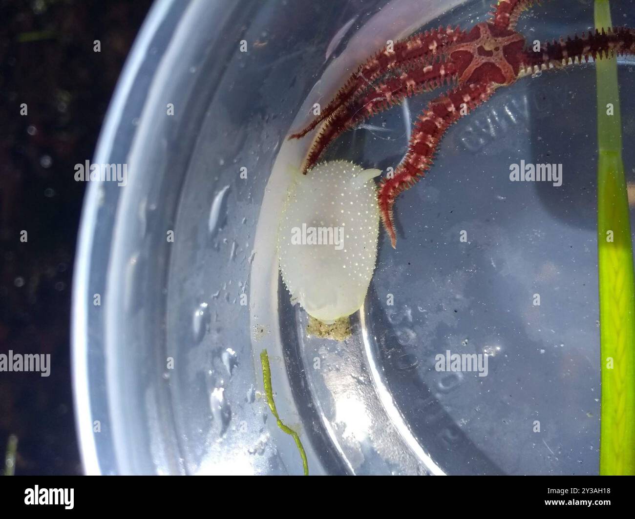 Hudson's Horned Dorid (Acanthodoris hudsoni) Mollusca Stock Photo - Alamy