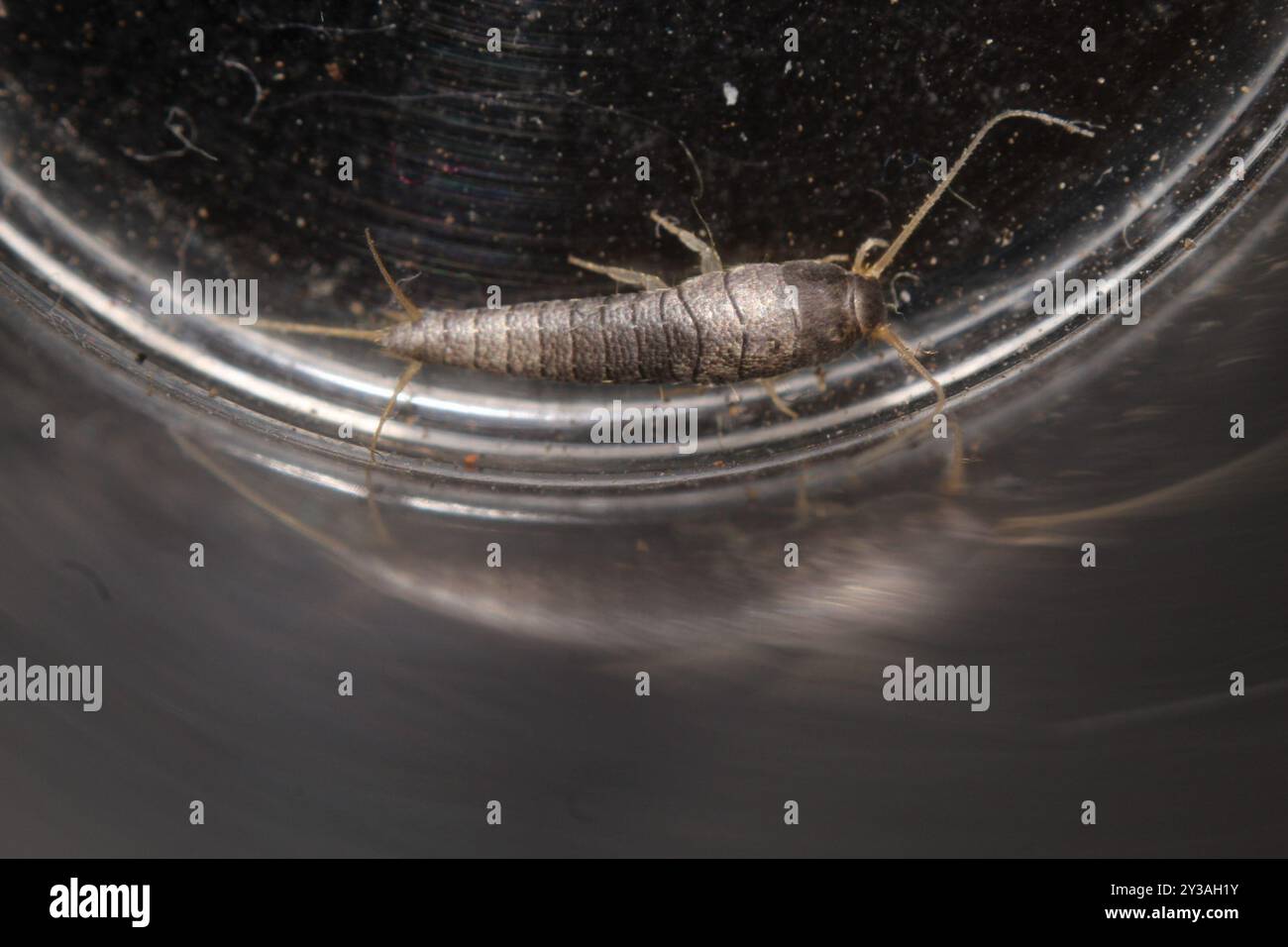 Common Silverfish (Lepisma saccharinum) Insecta Stock Photo - Alamy
