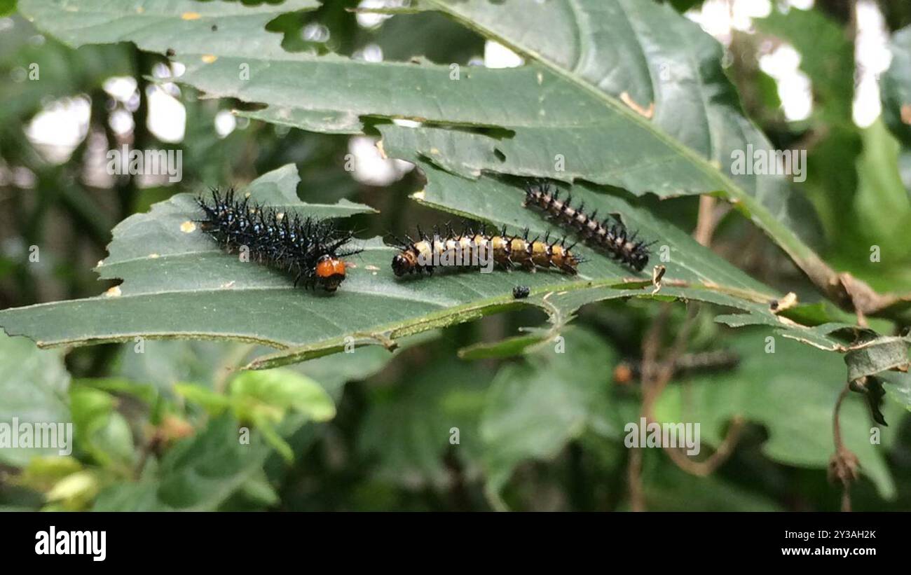 Crimson Patch (Chlosyne janais) Insecta Stock Photo - Alamy