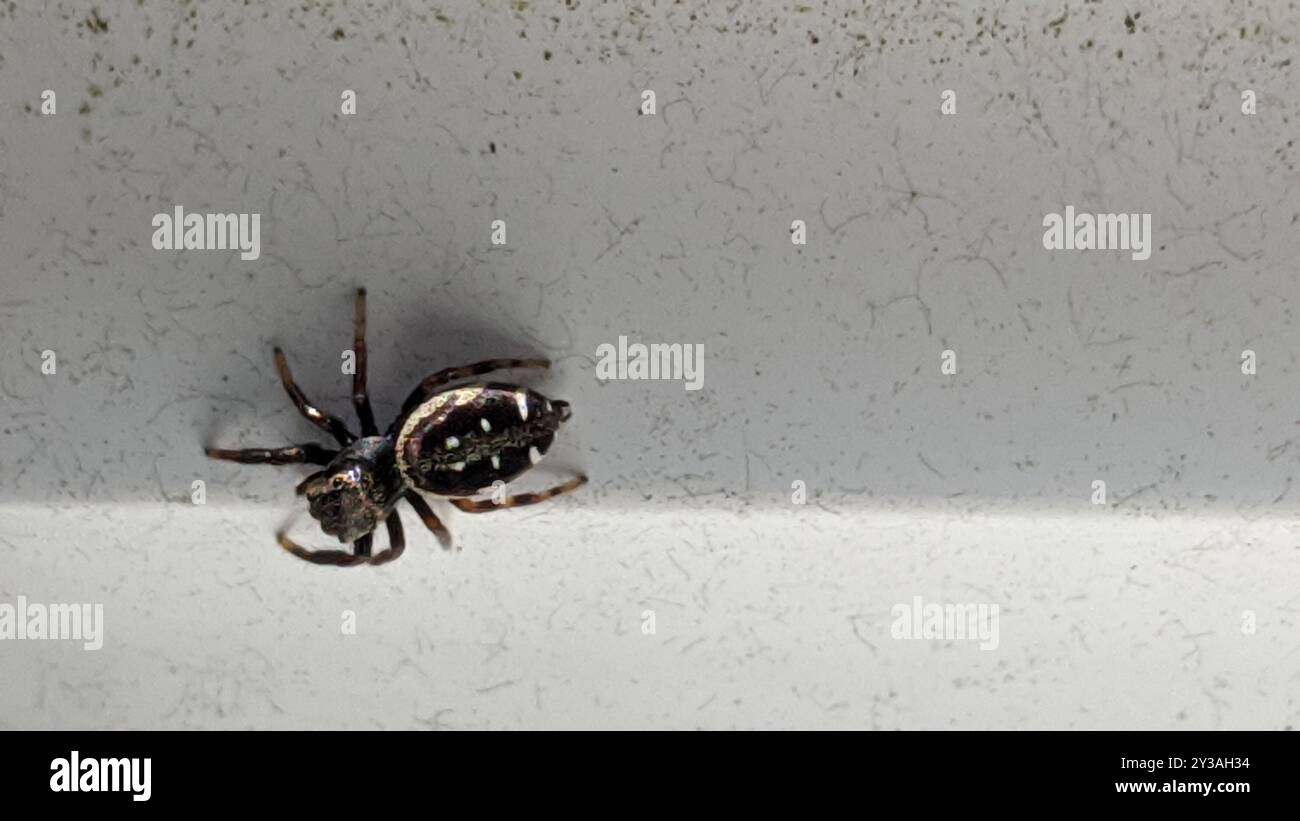 Golden Jumping Spider (Paraphidippus aurantius) Arachnida Stock Photo ...
