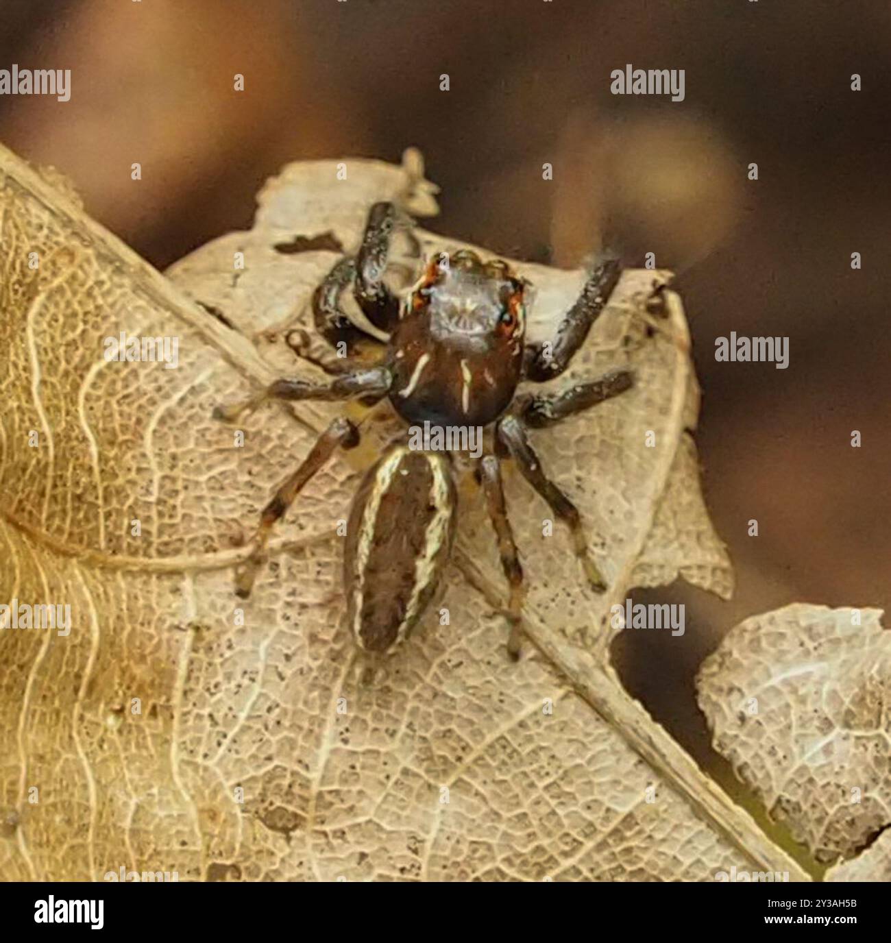 Sylvan Jumping Spider (Colonus sylvanus) Arachnida Stock Photo - Alamy