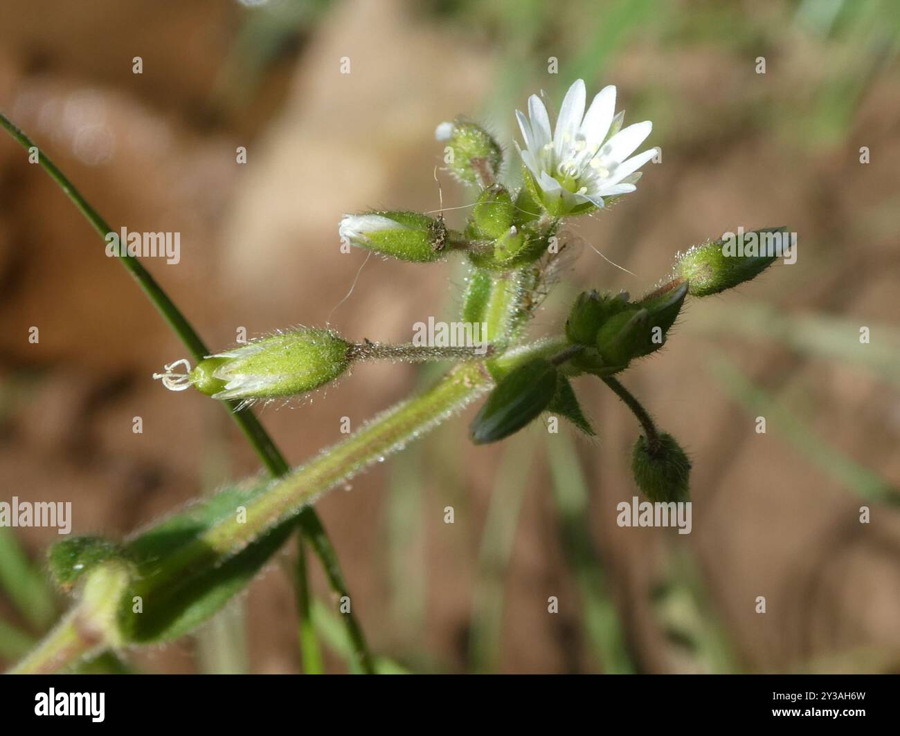 Sticky mouse-ear chickweed (Cerastium glomeratum) Plantae Stock Photo ...