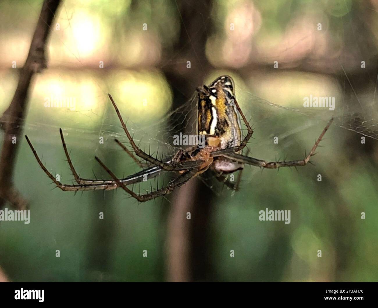 Basilica Orbweaver (Mecynogea lemniscata) Arachnida Stock Photo - Alamy