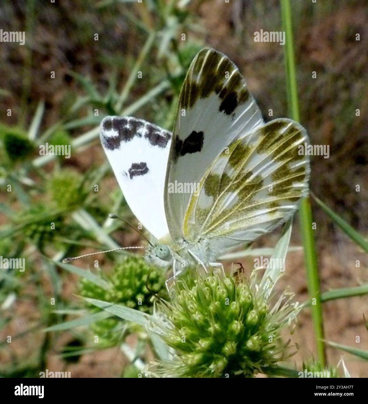 Bath White (Pontia daplidice) Insecta Stock Photo - Alamy