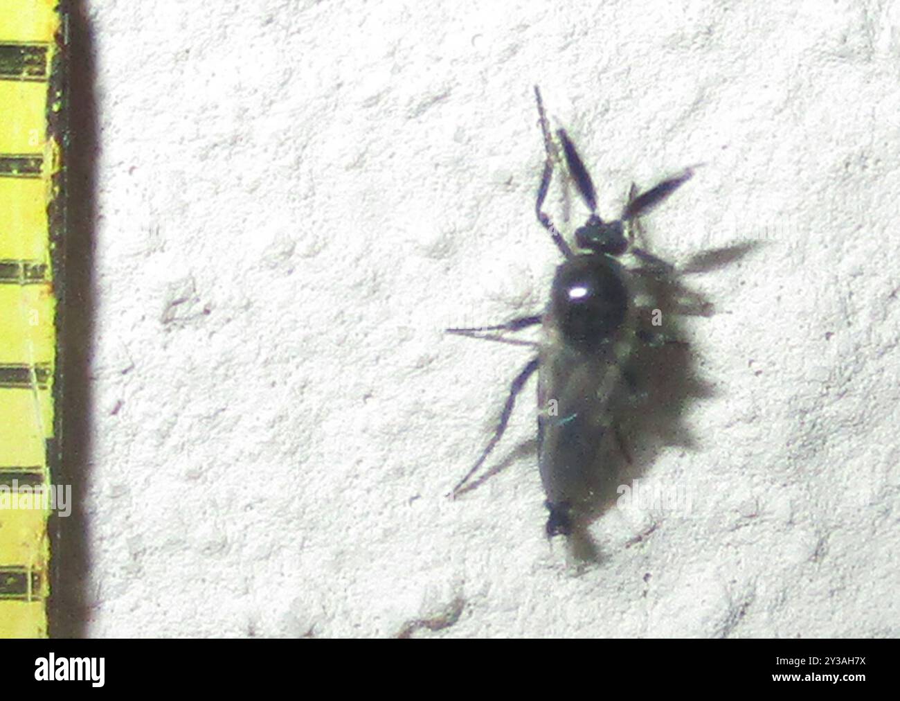 Biting Midges (Ceratopogonidae) Insecta Stock Photo - Alamy