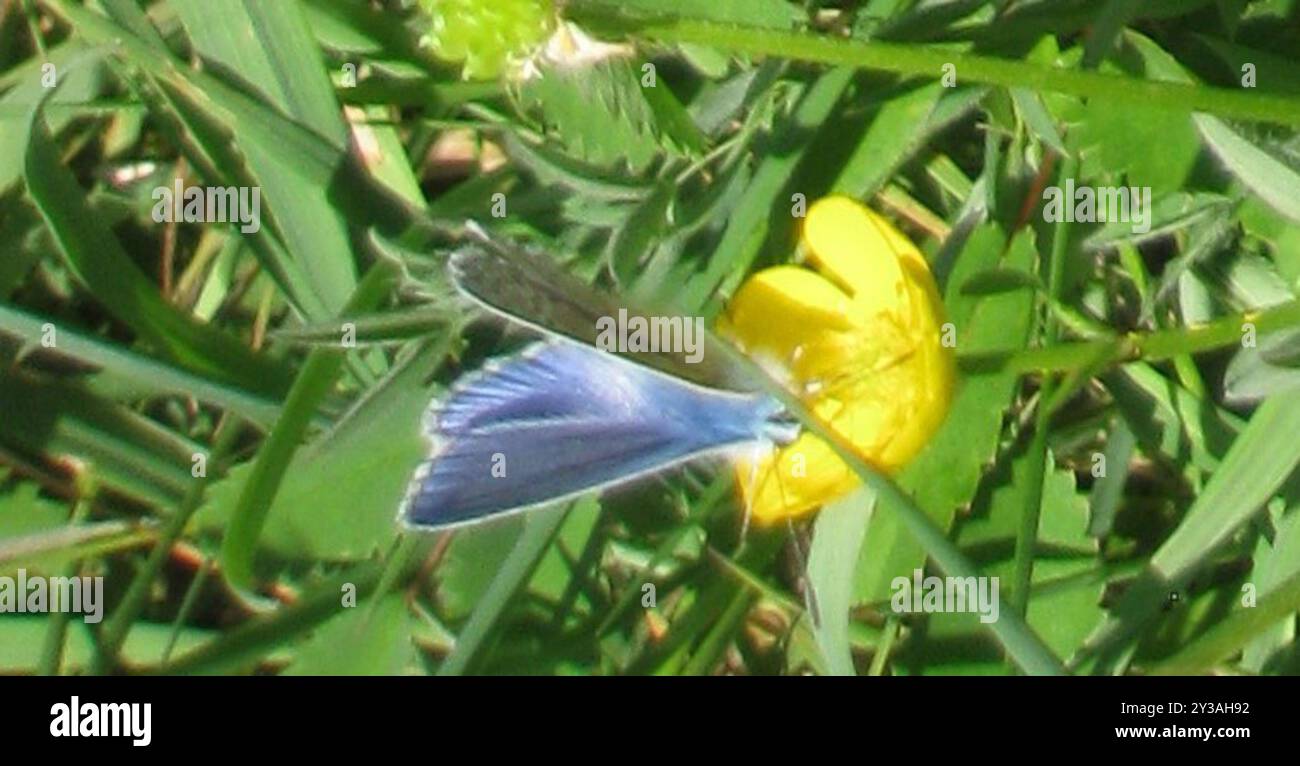 Common Blue (Polyommatus icarus) Insecta Stock Photo - Alamy