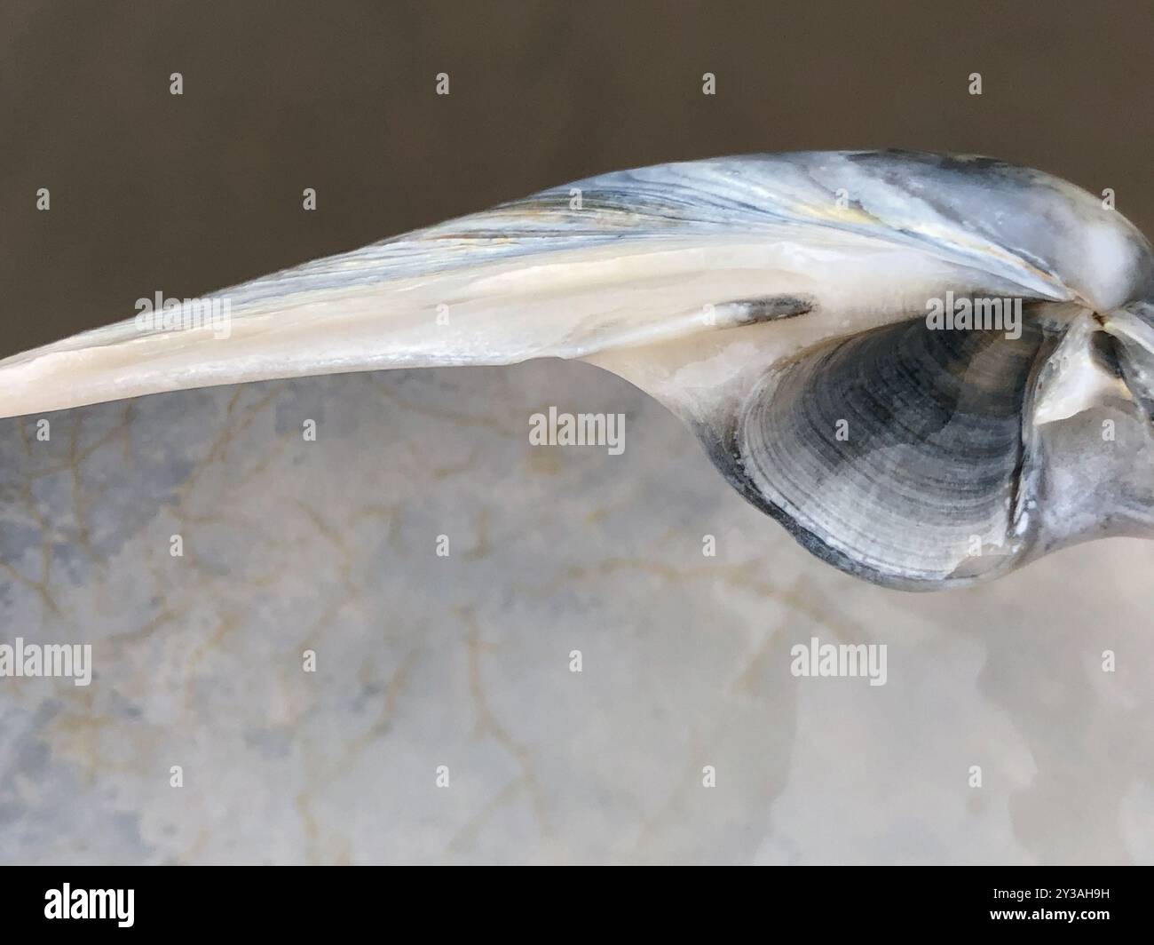 Dish Surfclam (Mactromeris catilliformis) Mollusca Stock Photo - Alamy