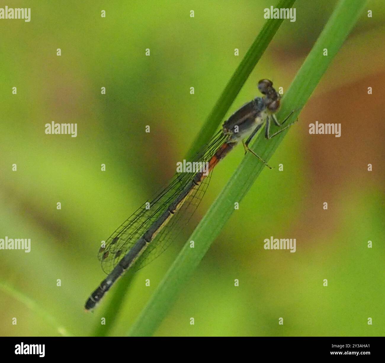 Eastern Forktail (Ischnura verticalis) Insecta Stock Photo - Alamy