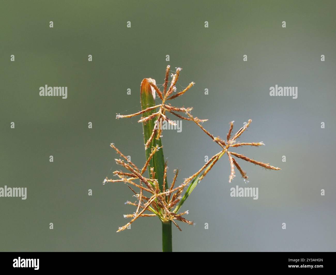 Short-leaved Malacea Galingale (Cyperus malaccensis monophyllus ...