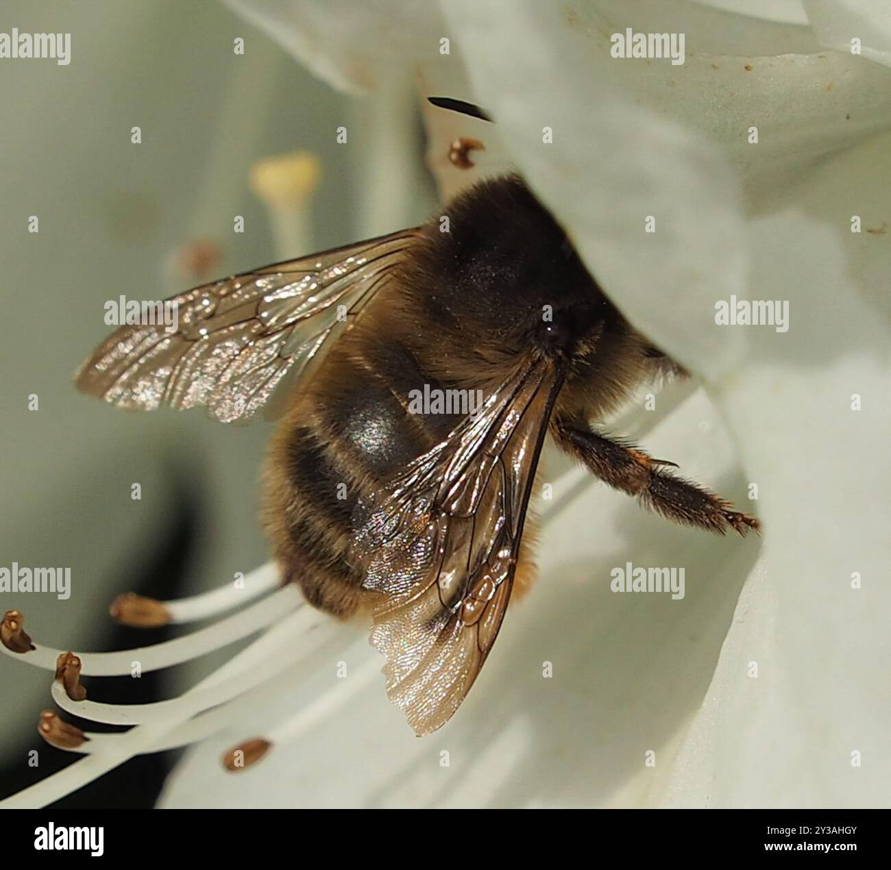 Asian Shaggy Digger Bee (Anthophora villosula) Insecta Stock Photo - Alamy